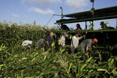 Immigration and the Food System – Farm Aid