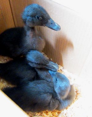 HOMEGROWN 101: Raising Ducks – Farm Aid