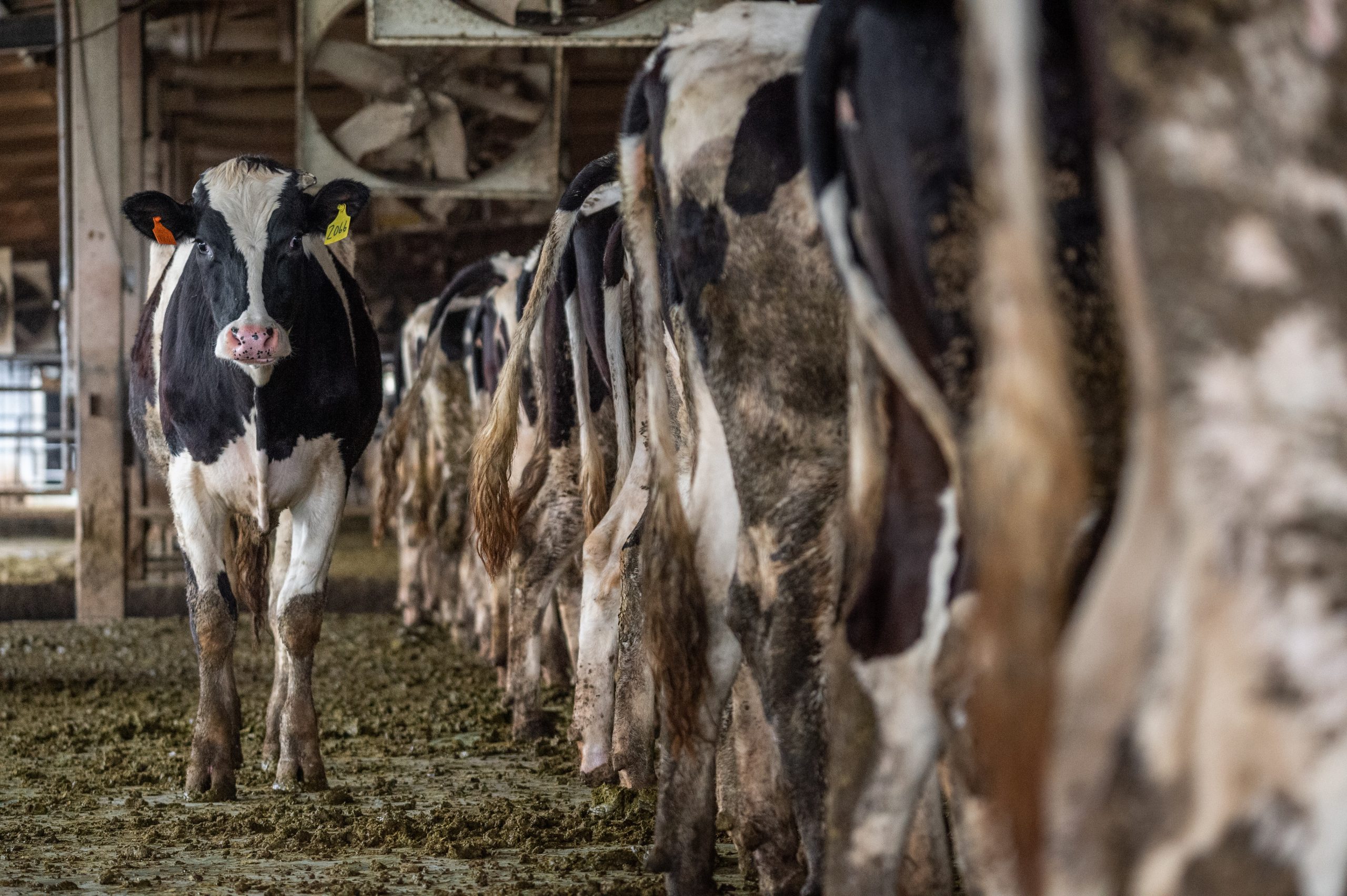 A New Opportunity To Reform The Animal Agriculture System Farm Aid A New Opportunity To Reform The Animal Agriculture System Farm Aid