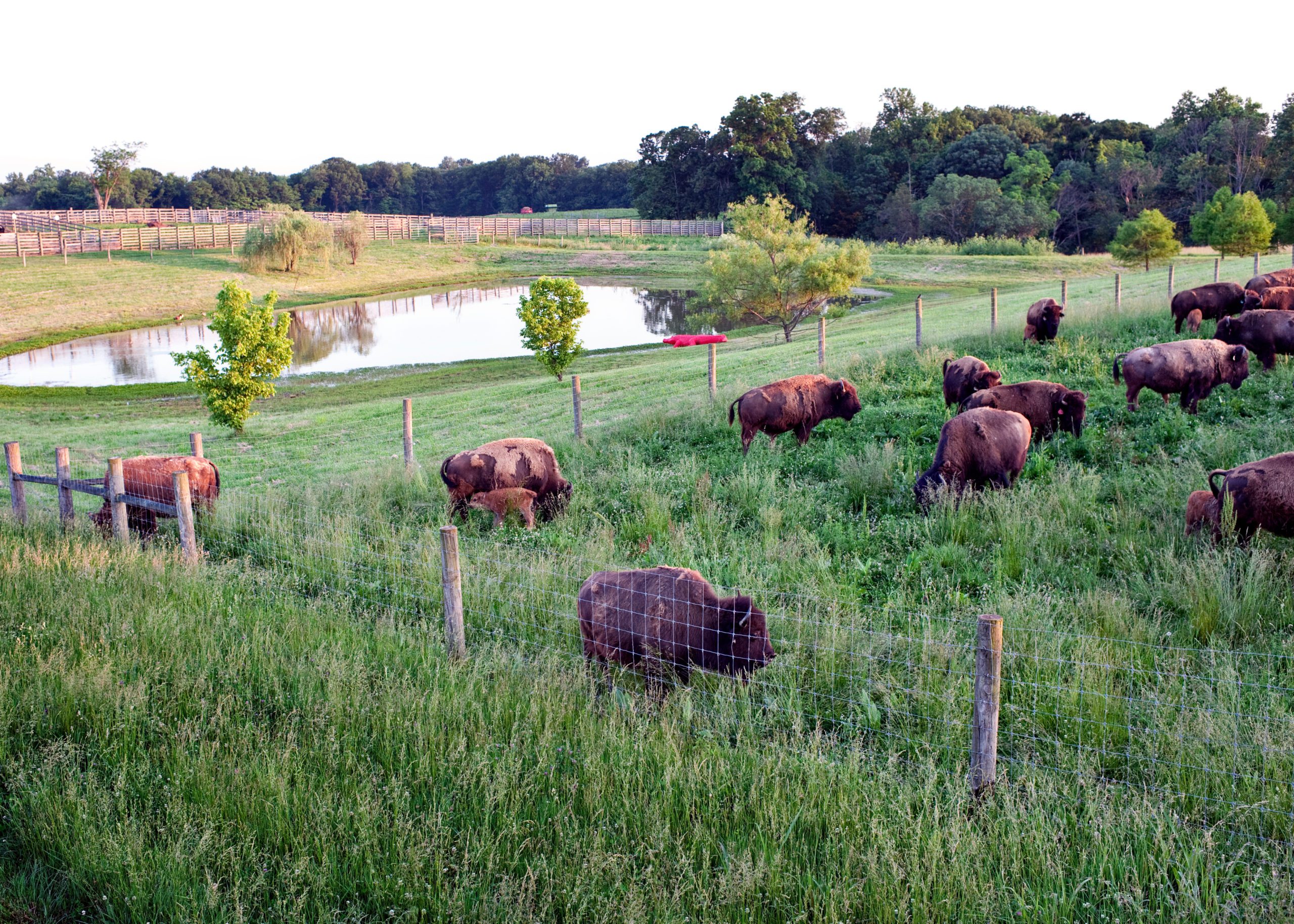 New opportunities for local meat food systems – Farm Aid