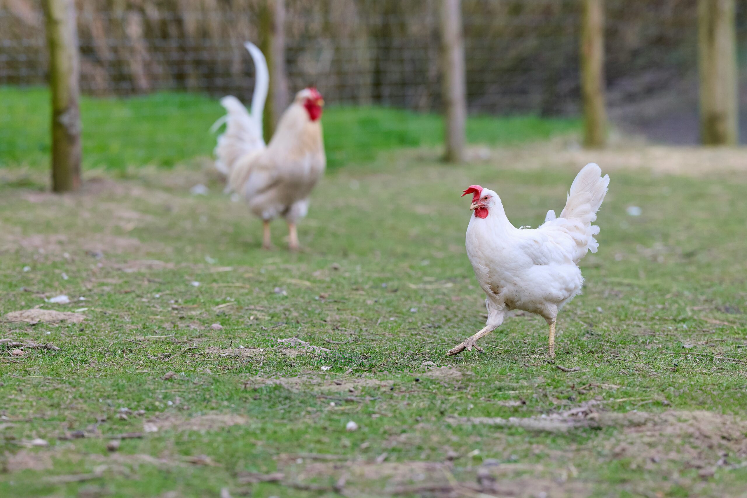 USDA’s Proposed Delay of Poultry Rule is an Unfair Loss for Farmers ...